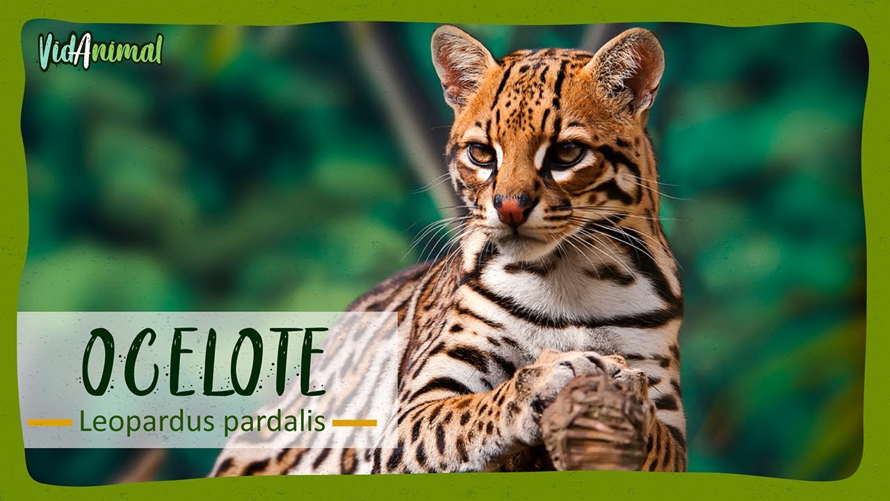 ALL about the OCELOT