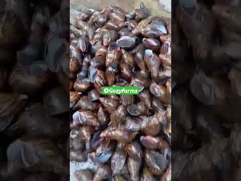 Snail Farming || Giant African Land Snails (AM Species) #snailfarming #giantafricanlandsnail