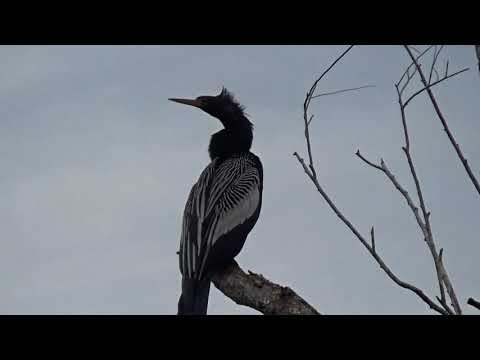 Snake Bird in Florida (Anhinga)