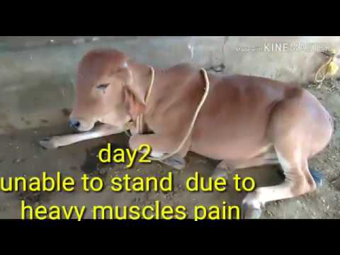 calf with high fever unable to stand howdoctor treated /ephemeral fever/3daysfever