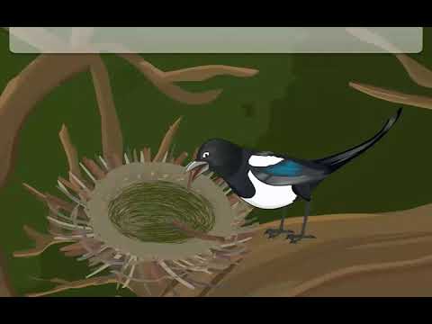 Summary: The Magpie's Lesson Video Lecture - Communicate in English for ...