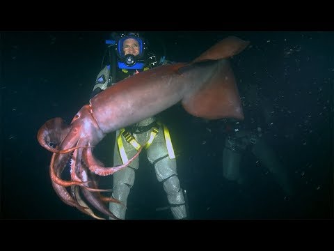 Diver Gets Bitten by a Red Devil Squid | 15 Minute Fun