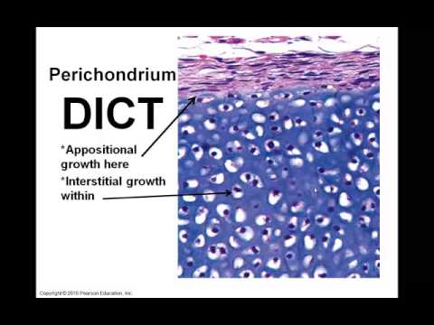 1CH6CartilagesMarkings