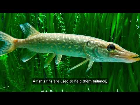 Animals - What are fish
