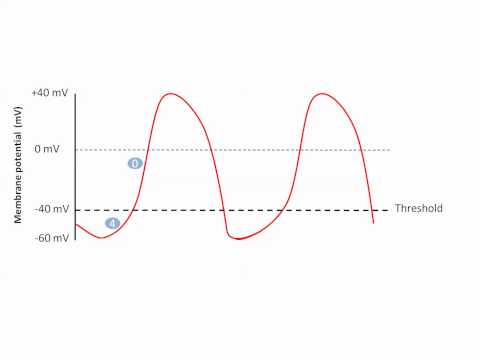 The pacemaker potential