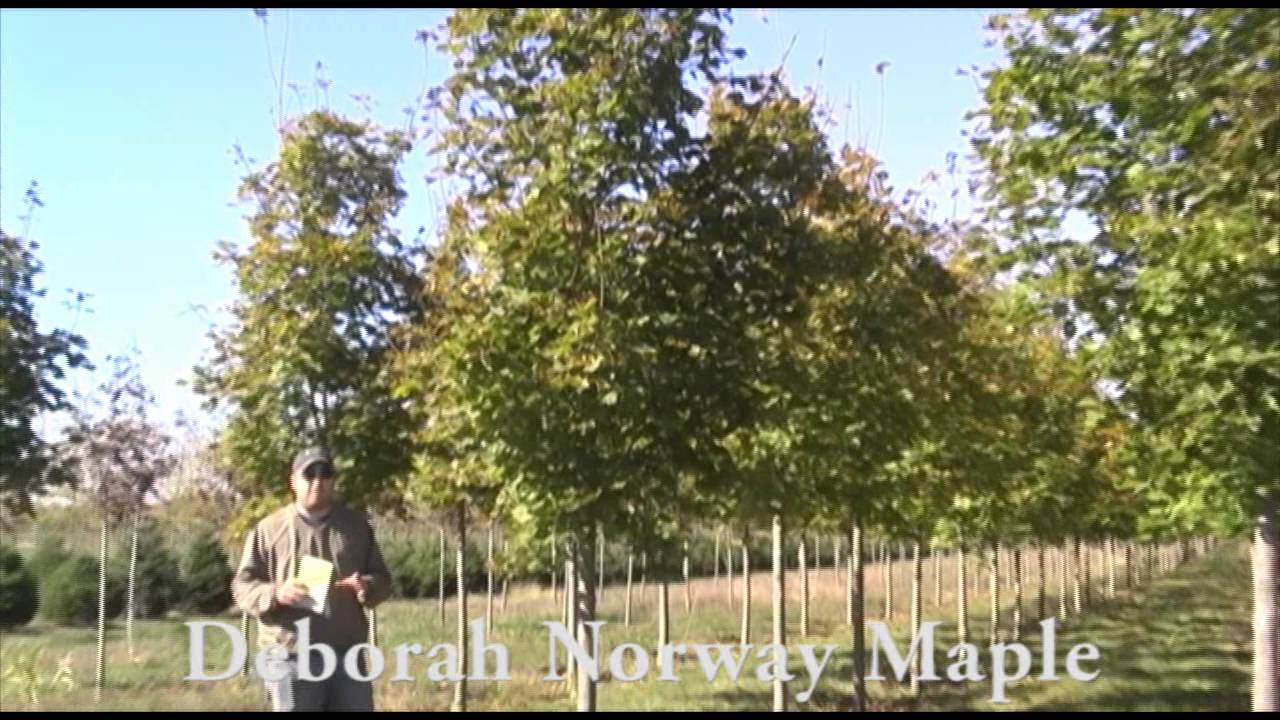 Deborah Norway Maple