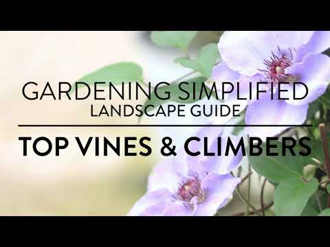 Gardening Simplified - Top Vines & Climber Shrubs