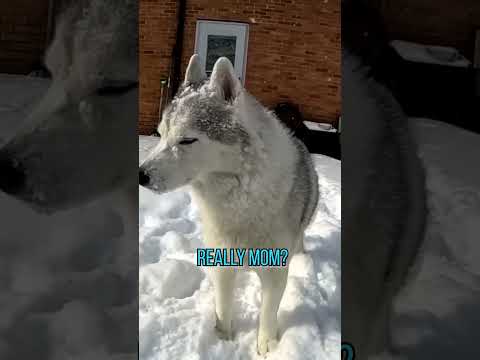 One Last Snow Storm For The Dogs! #shorts