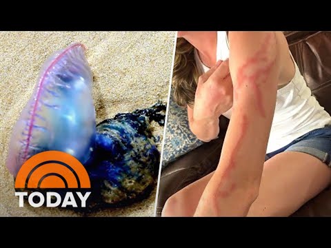 Portuguese Man O' Wars Put Spring Breakers On High Alert