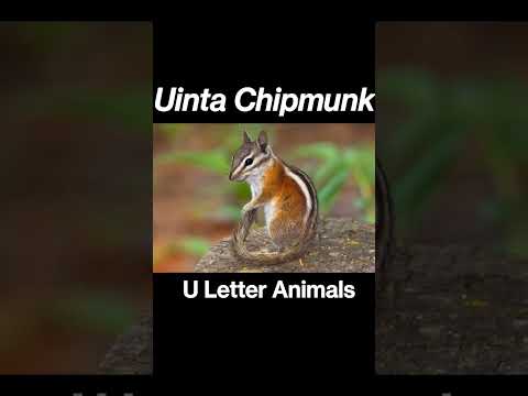 U letter animals Names With Images!! Animals Names Start With U !! @ Sakala - Multi Colours.