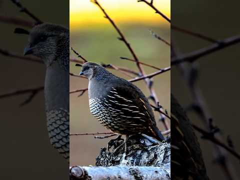 🐦बटेर पक्षी के बारे में जानकर चौंक जाएंगे😳| 5 Amazing Facts About Quail #facts #viral #shorts #trend