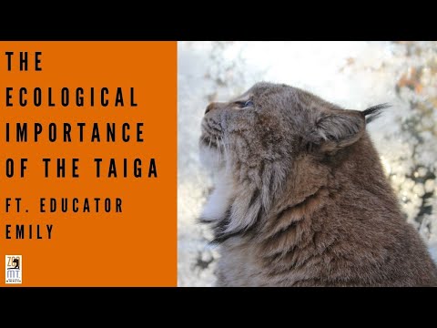 The Ecological Importance of the Taiga