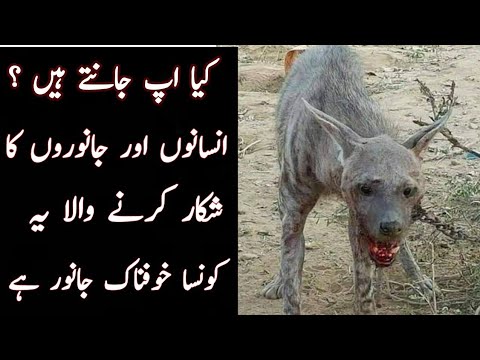 The World Dangerous Animal Striped Hyena Full Documentary in Urdu