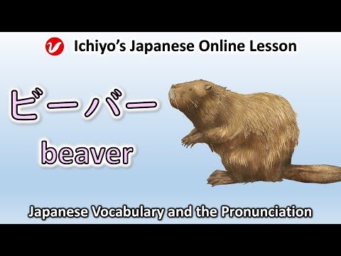 ビーバー (bībā) | beaver | Japanese Vocabulary and the Pronunciation
