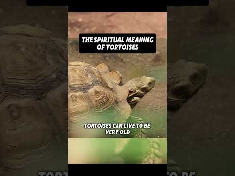 Spiritual Meaning of Tortoises #spiritanimal #tortoisemedicine #tortoise #shorts #spiritualanimal