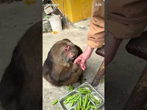 Cute monkey with expressive eyes #funnyanmials #cute #cuteanimels