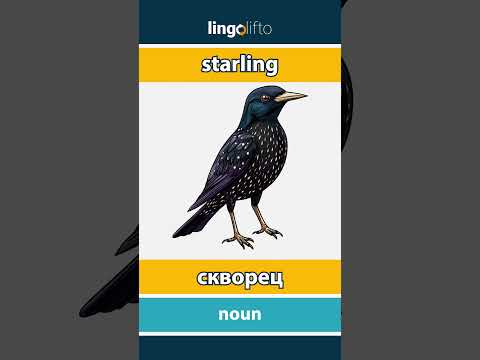 🇬🇧🇷🇺 starling - скворец : learn English : давайте учить английский : vocabulary builder