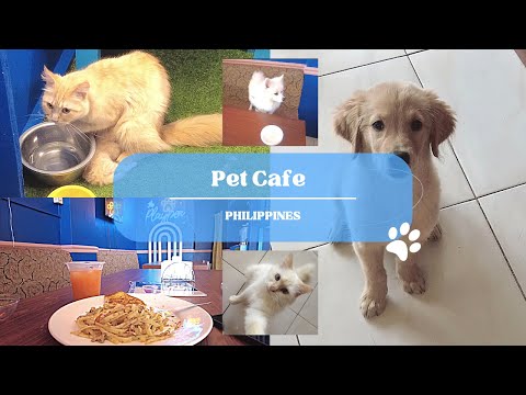 Pet Cafe Experience in Manila | Fly High with Jowie ✈️