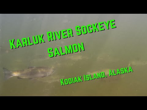Sockeye in Karluk River Lagoon, Kodiak Island, Alaska (4K)