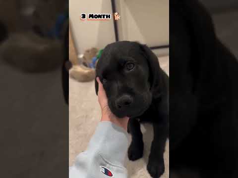 One Month to One Year Labrador transformation #feed #puppy #transformation #dog#pets #labrador#cute