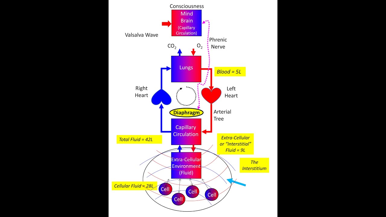 COHERENT BREATHING, Volume 2, Issue 2, A Couple Of Things About This Disease