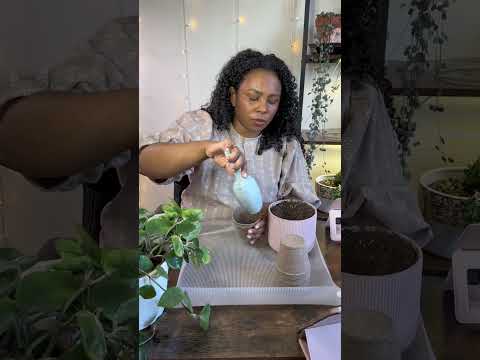 How to Start a Herb Garden on a Budget ????