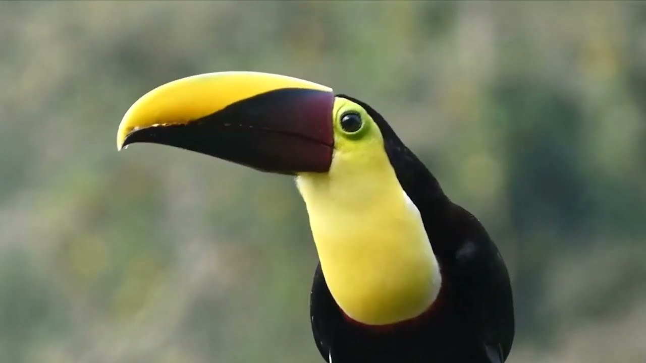 keel billed toucan bird sound