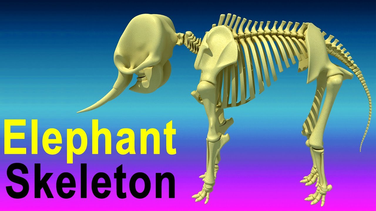 Elephant Skeleton 3D Model