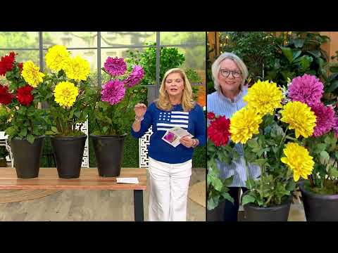 Barbara King 3-Piece Dinnerplate Dahlias Live Plants on QVC