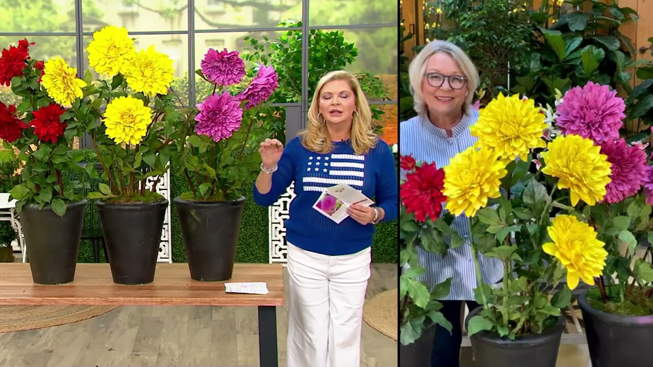 Barbara King 3-Piece Dinnerplate Dahlias Live Plants on QVC