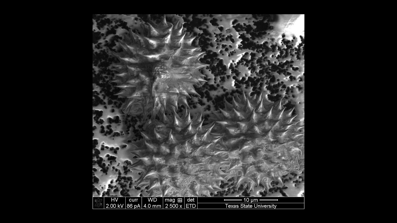 FEI SEM Advanced Techniques: Charging Samples