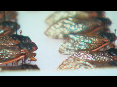 Millions of 17-year cicadas to emerge this year in North Carolina, Virginias