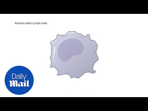 How does the Moderna Covid-19 vaccine work?