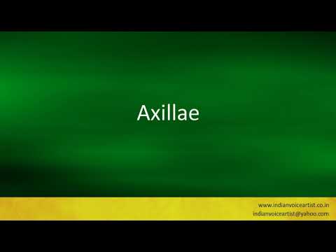 Pronunciation of the word(s) "Axillae".