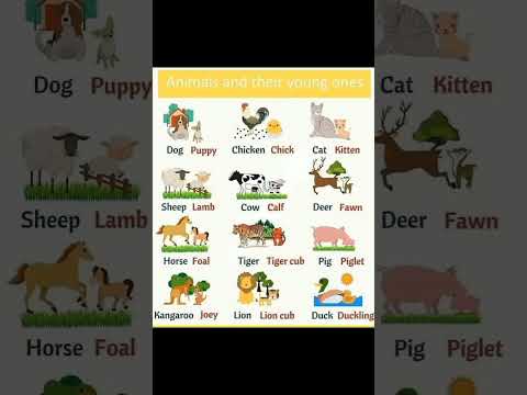 Fun and Interactive Quiz on the Names of Animals and Their Babies | Animals and Their Young Ones