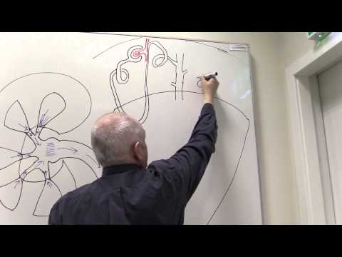 Renal System 5, Positions of the nephrons