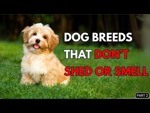 Top 10 smallest dog Breeds in the world that don’t shed (hypoallergenic) or smell (odourless) PART 2
