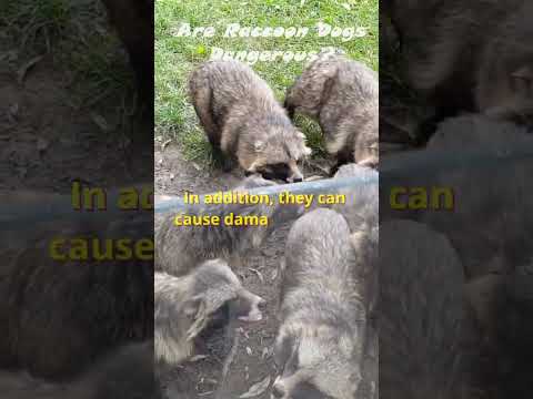 Are Raccoon Dogs Dangerous?