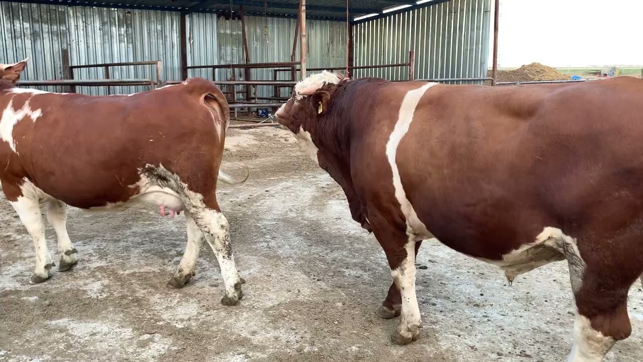 Amazing Bull mating fast jumpers season 2 Session 1