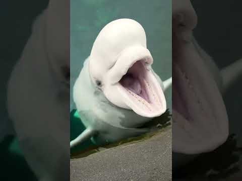 Do beluga whales use their teeth to chew?