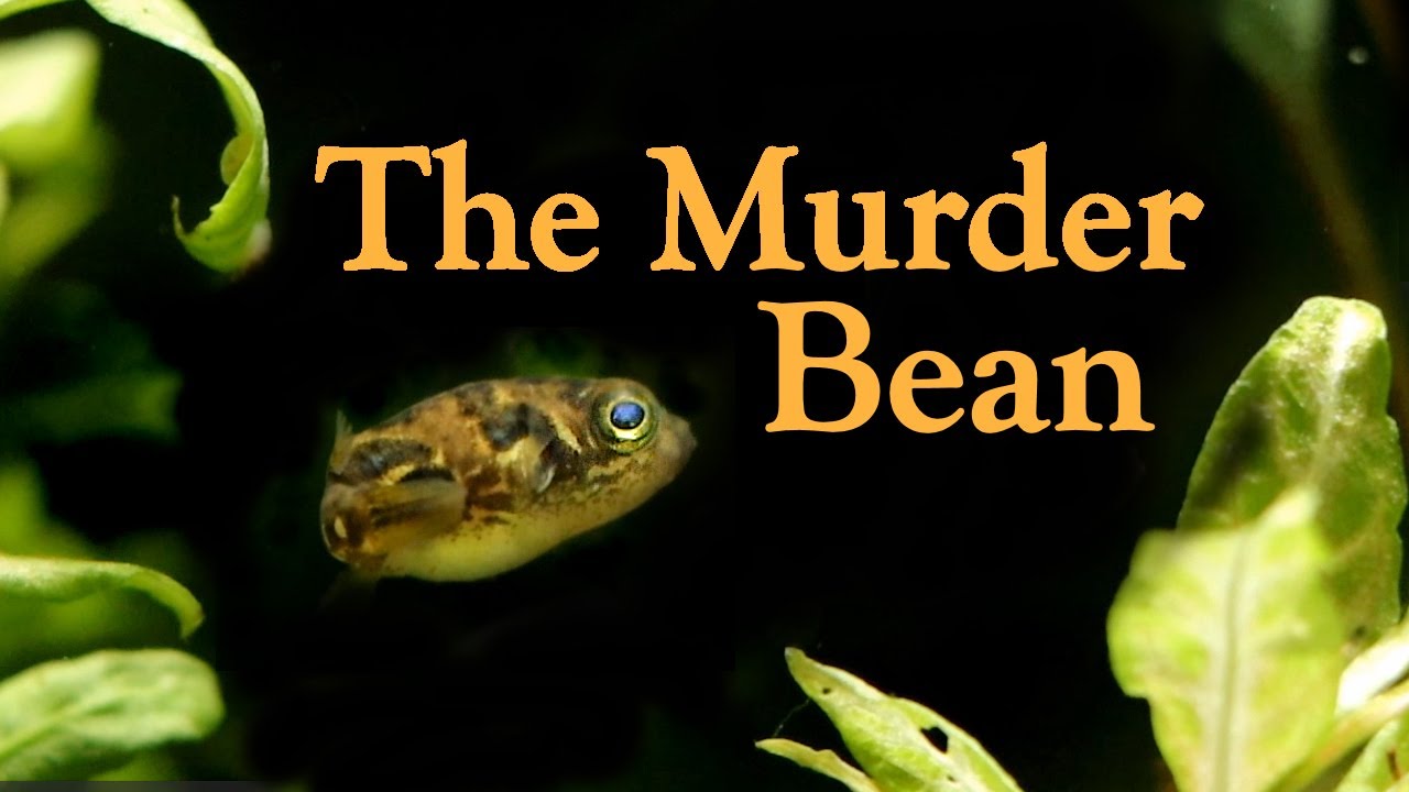 Murder Bean! All About Pea Puffers.