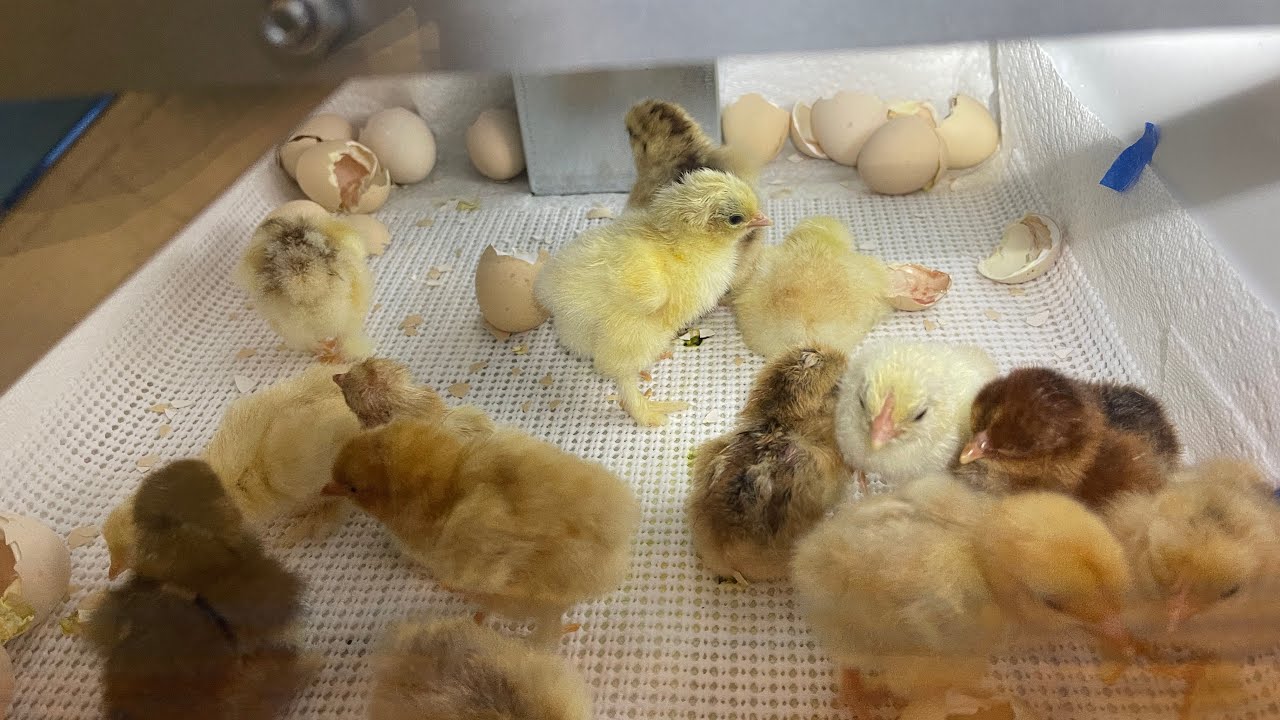 100% hatch rate again!