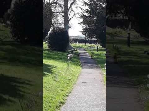 Pheasant crosses my path meaning