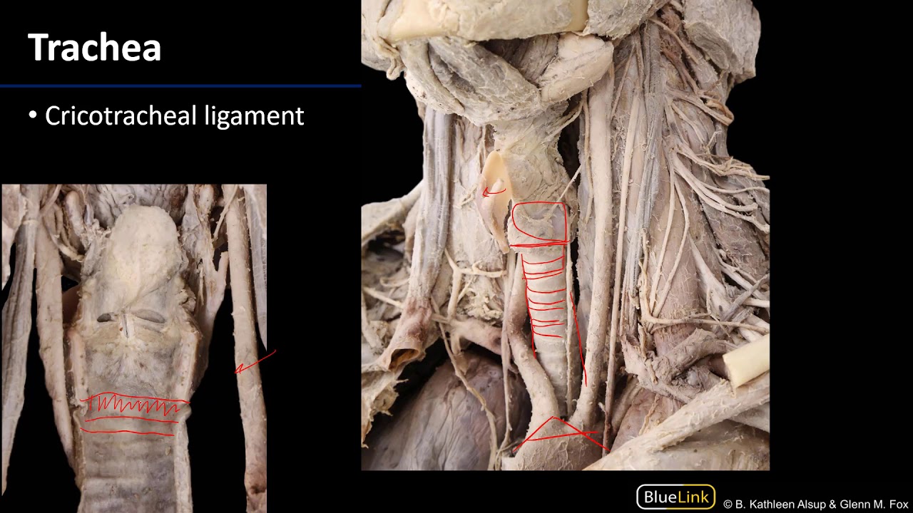 Larynx and Pharynx - Trachea