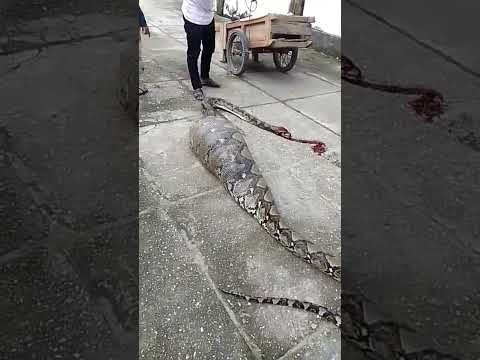 Viral ular piton makan kambing warga