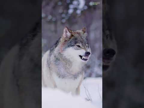 🐺 The 5 Stages to Becoming the Alpha Male Wolf 🐺