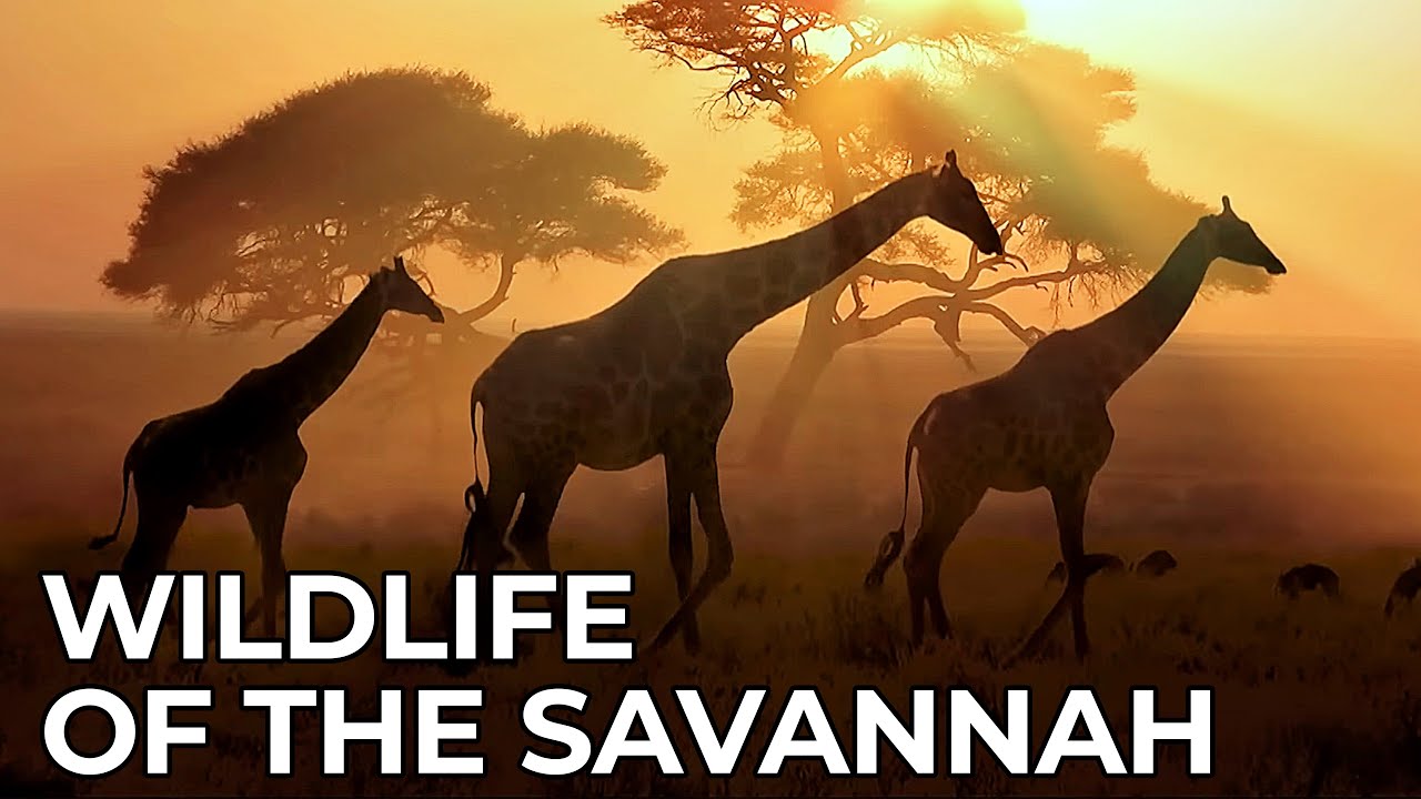 Exploring Africa's Savannah: A Deep Dive into Its Unique Ecosystem ...