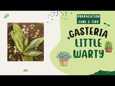 Care, tips and propagation for Gasteria little warty succulent.