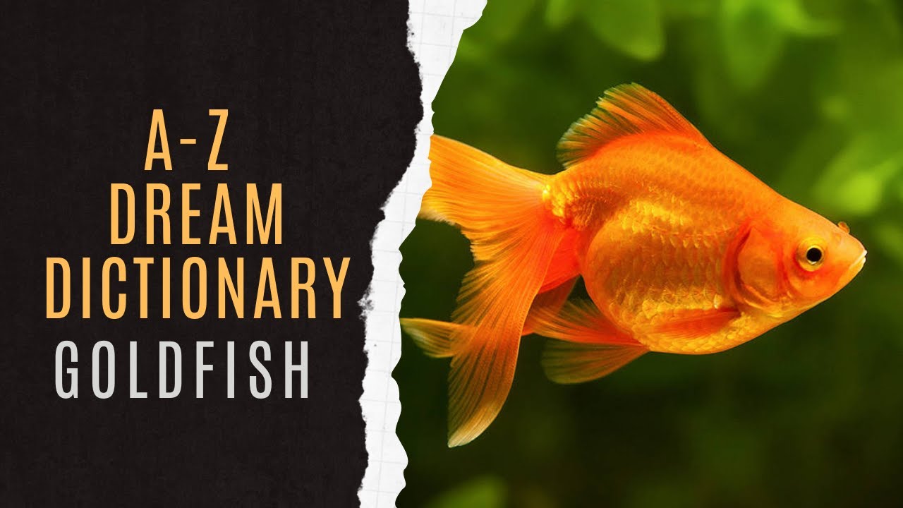 🐠Dreaming Of Goldfish Meaning | Goldfish Dream Dictionary | Dreaming About Goldfish