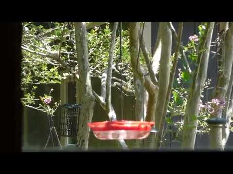 Hummingbird Mating Dance